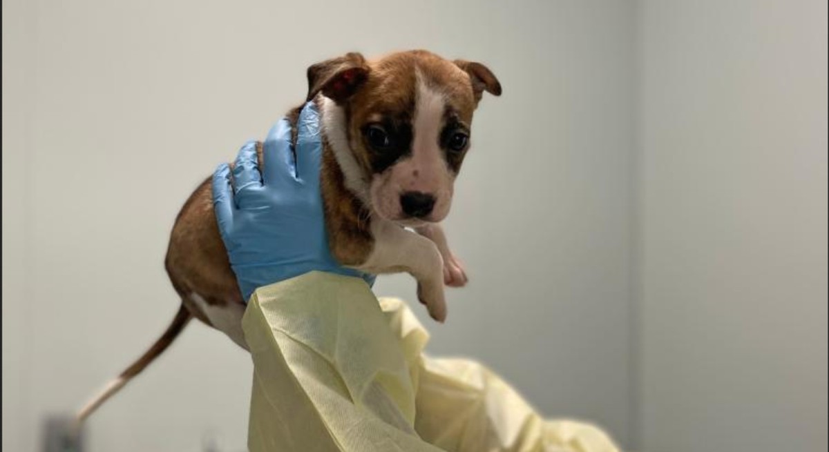 Filhote de pitbull é sacrificado após ser acusado de matar bebê, mas ...