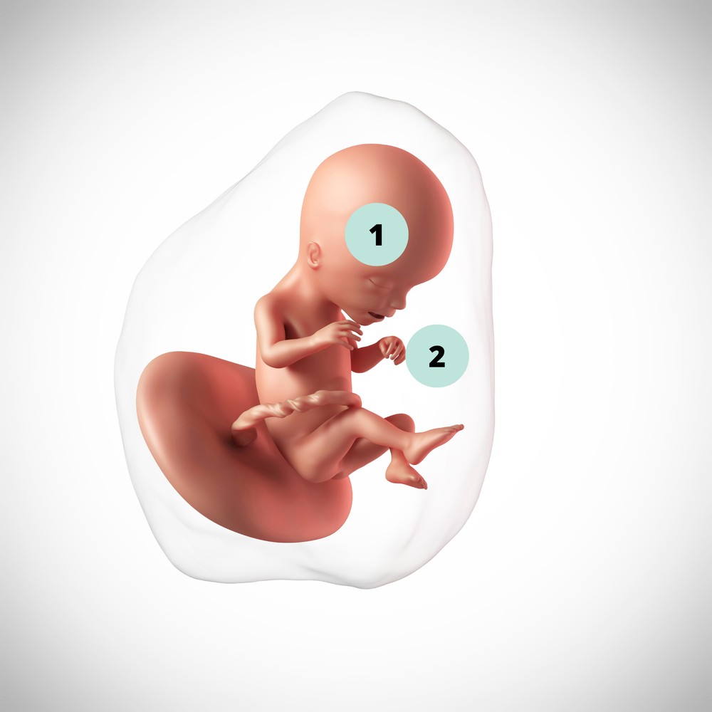 Como a barriga fica no início da gravidez? Veja fotos da evolução do ...