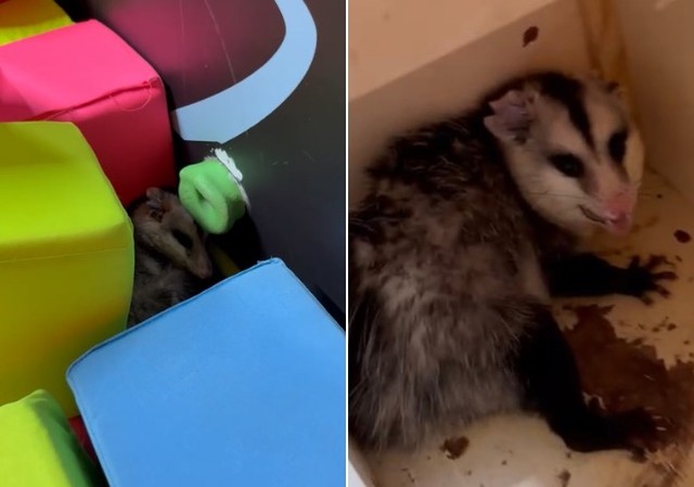 Gambá é encontrado em brinquedo de parque temático, em BH