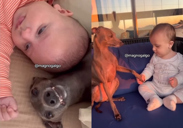 Relação de cachorro galgo e bebê viraliza nas redes sociais: 'Fazem ...