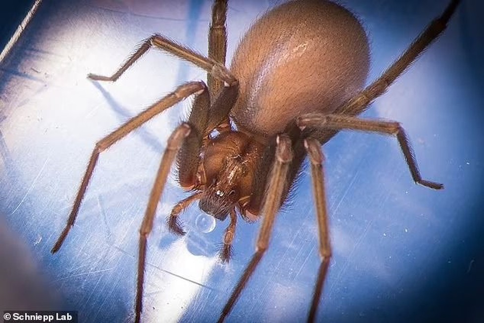 Mãe descobre diagnostico assustador após ser picada por aranha