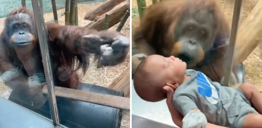 Um orangotango gesticula para ver bebê em zoo e reação emociona
