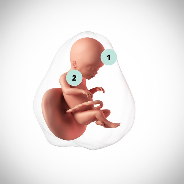 20 semanas de gravidez