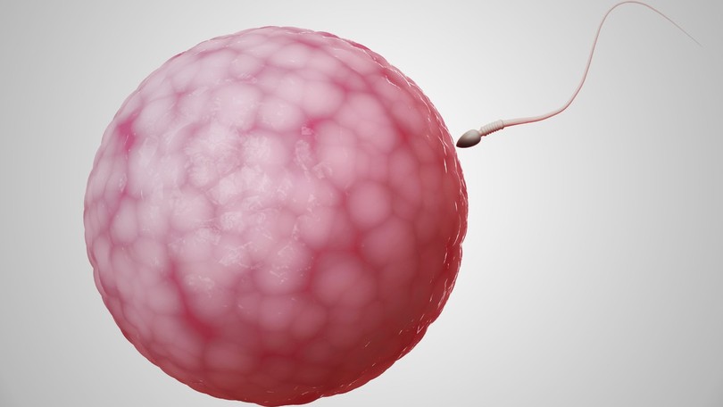 24 semanas de gravidez