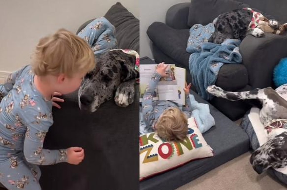 Vídeo que mostra criança lendo e colocando seus cachorros para dormir ...