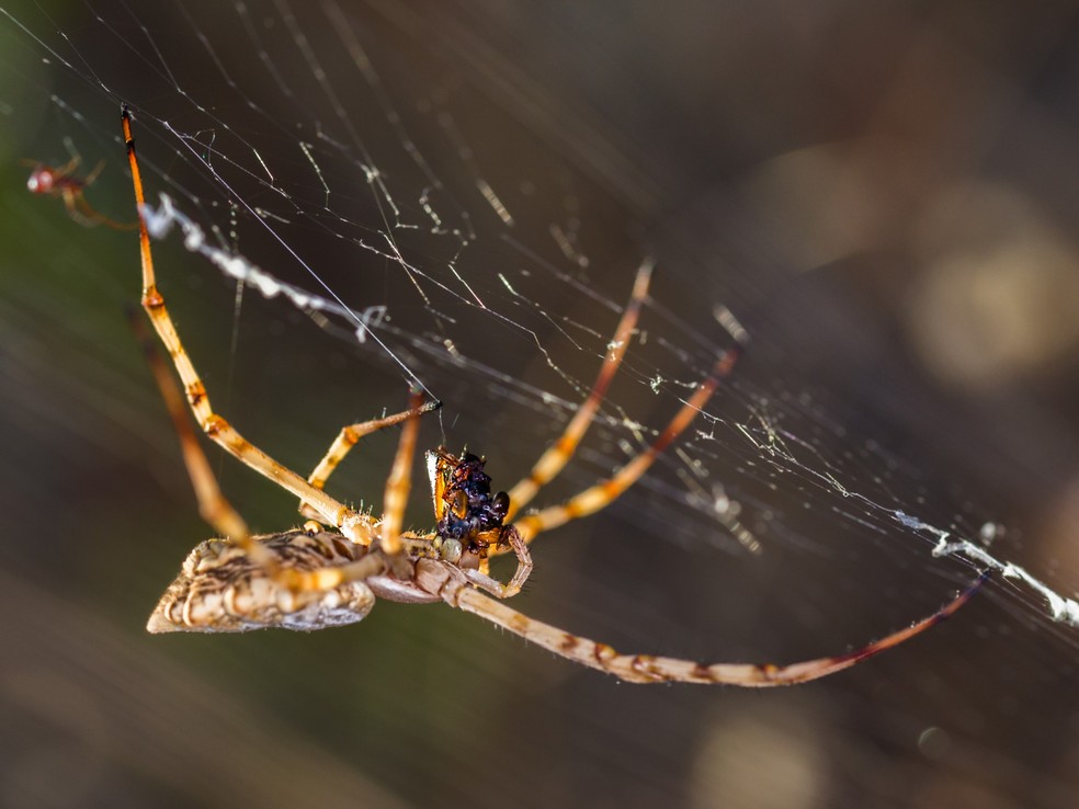 'A pele parecia estar em chamas', diz mãe após picadas de aranhas venenosas