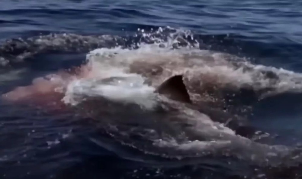 Tubarão ataca mãe em frente a quadrigêmeos