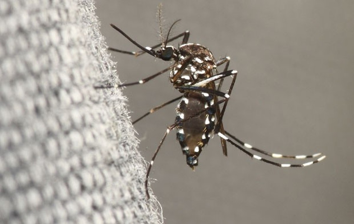 Especialistas alertam para ressurgimento do tipo 3 da dengue