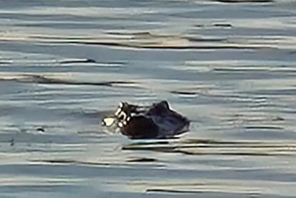 Menino de 7 anos perde o braço em ataque de crocodilo enquanto brincava ...