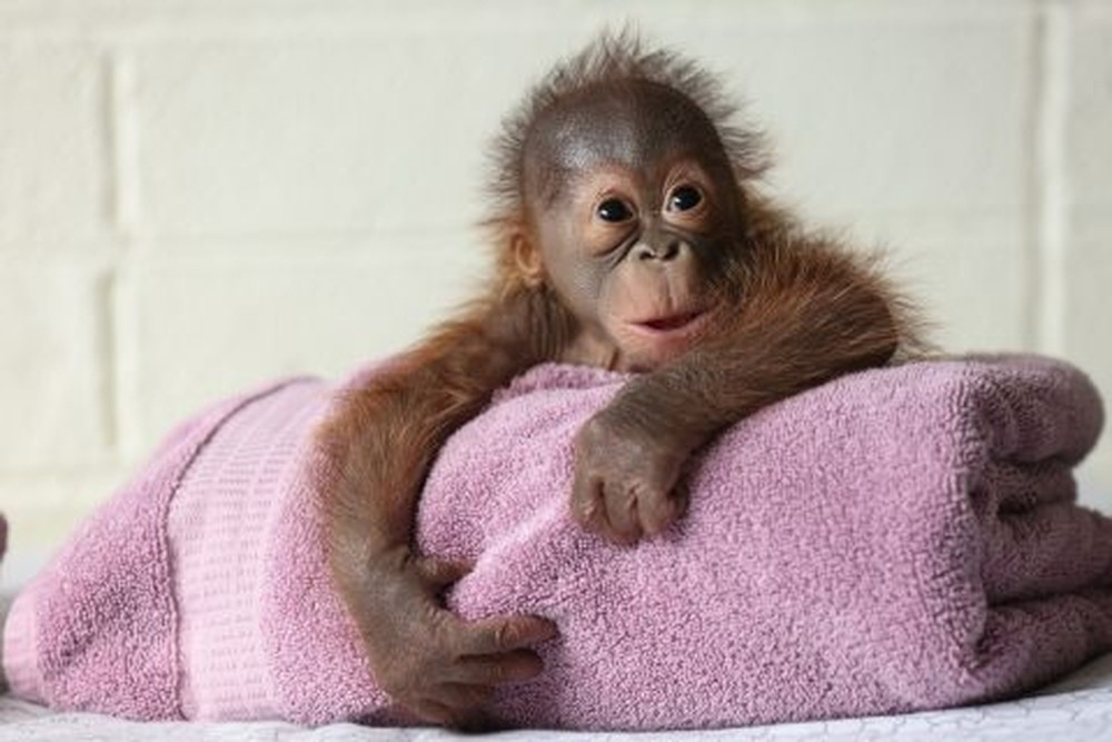 Mulheres vão amamentar em zoológico para ensinar macaco a como fazer